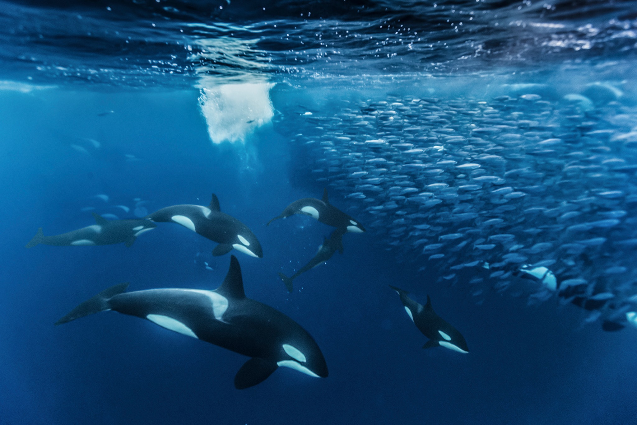 Paul Nicklen | Underwater Feeding Frenzy: Poetry in Motion