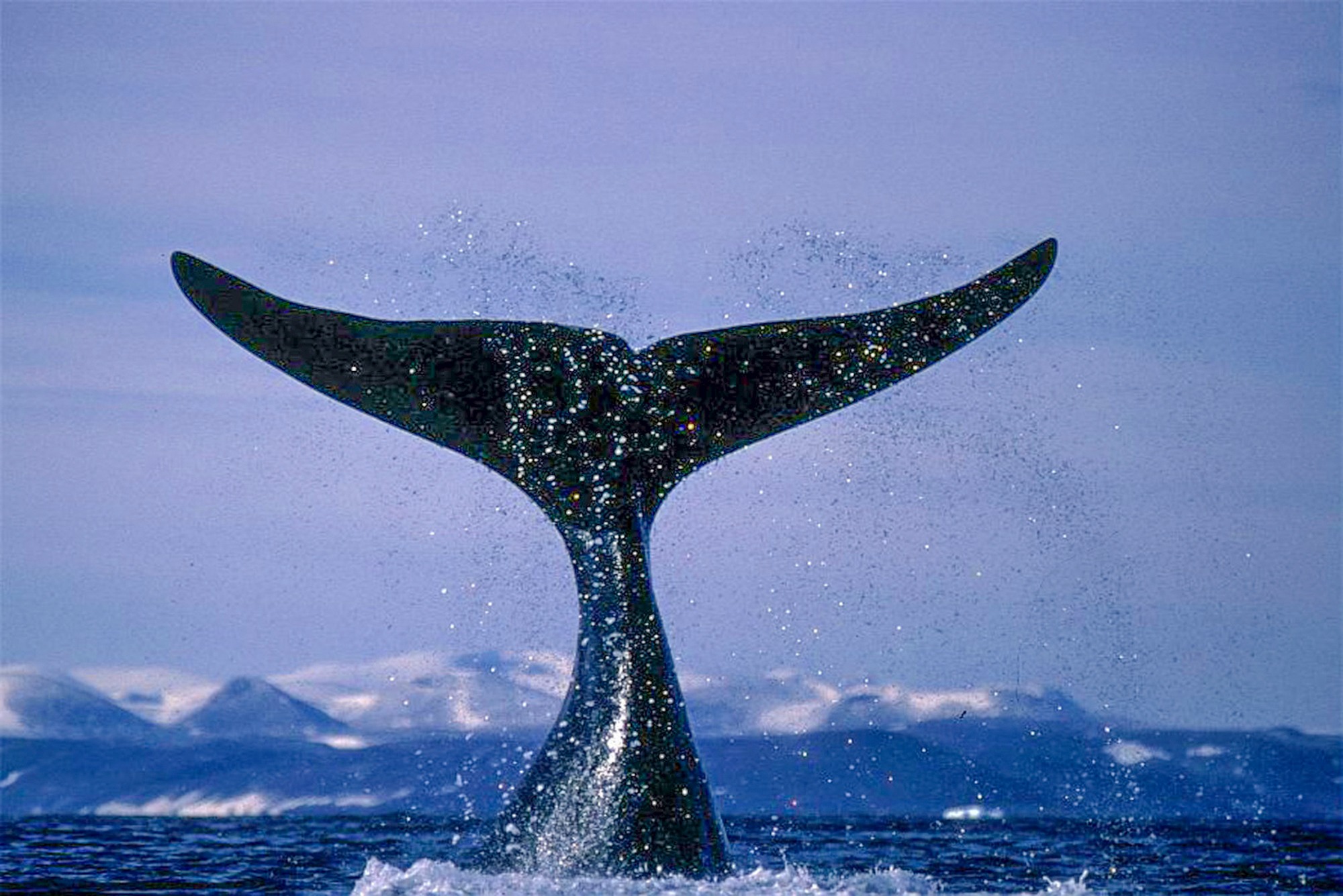 Nicklen | Searching for Adlauluq: A Legendary Bowhead Whale