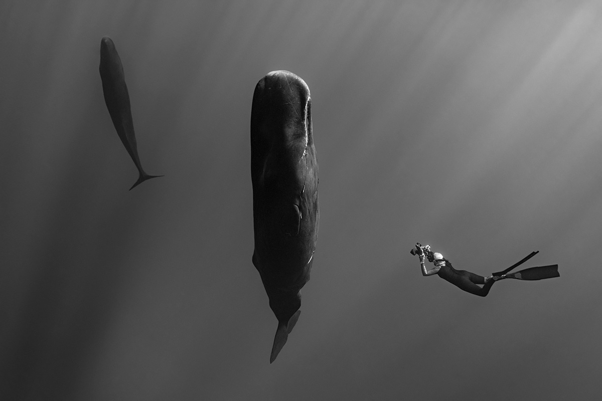 Paul Nicklen - Suspended Grace in the Time of Climate Change