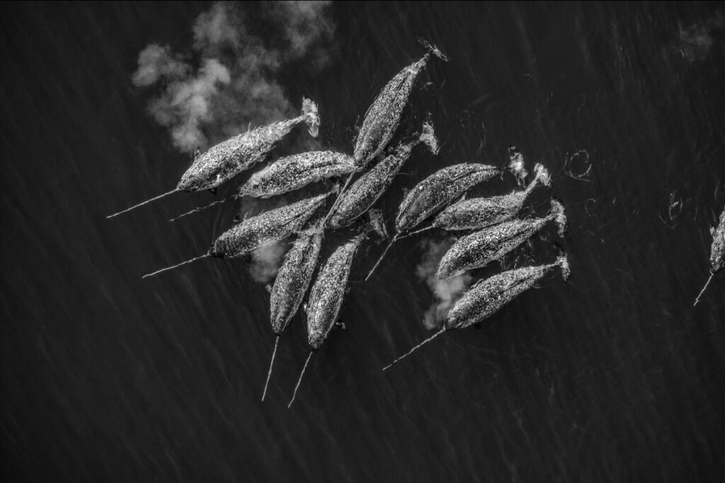 Paul Nicklen | Seeing the Pod for the Narwhals - WWSG