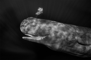 Guest Post by Paul Nicklen | From Wolves to Whales - WWSG